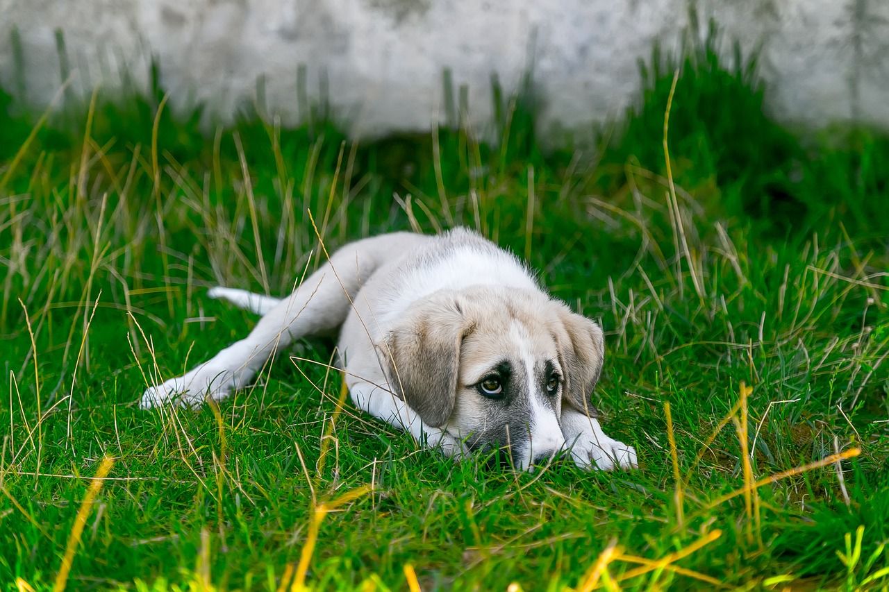 Cómo prevenir y tratar la ansiedad en perros: Consejos para cuidar a tu ...